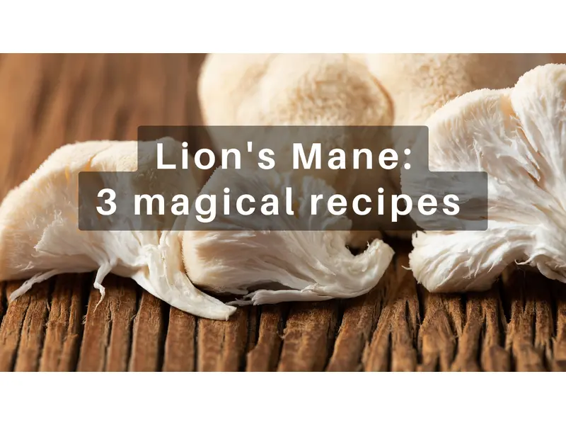 Discover the magic of Lion's Mane: 3 delicious recipes for a healthy mind